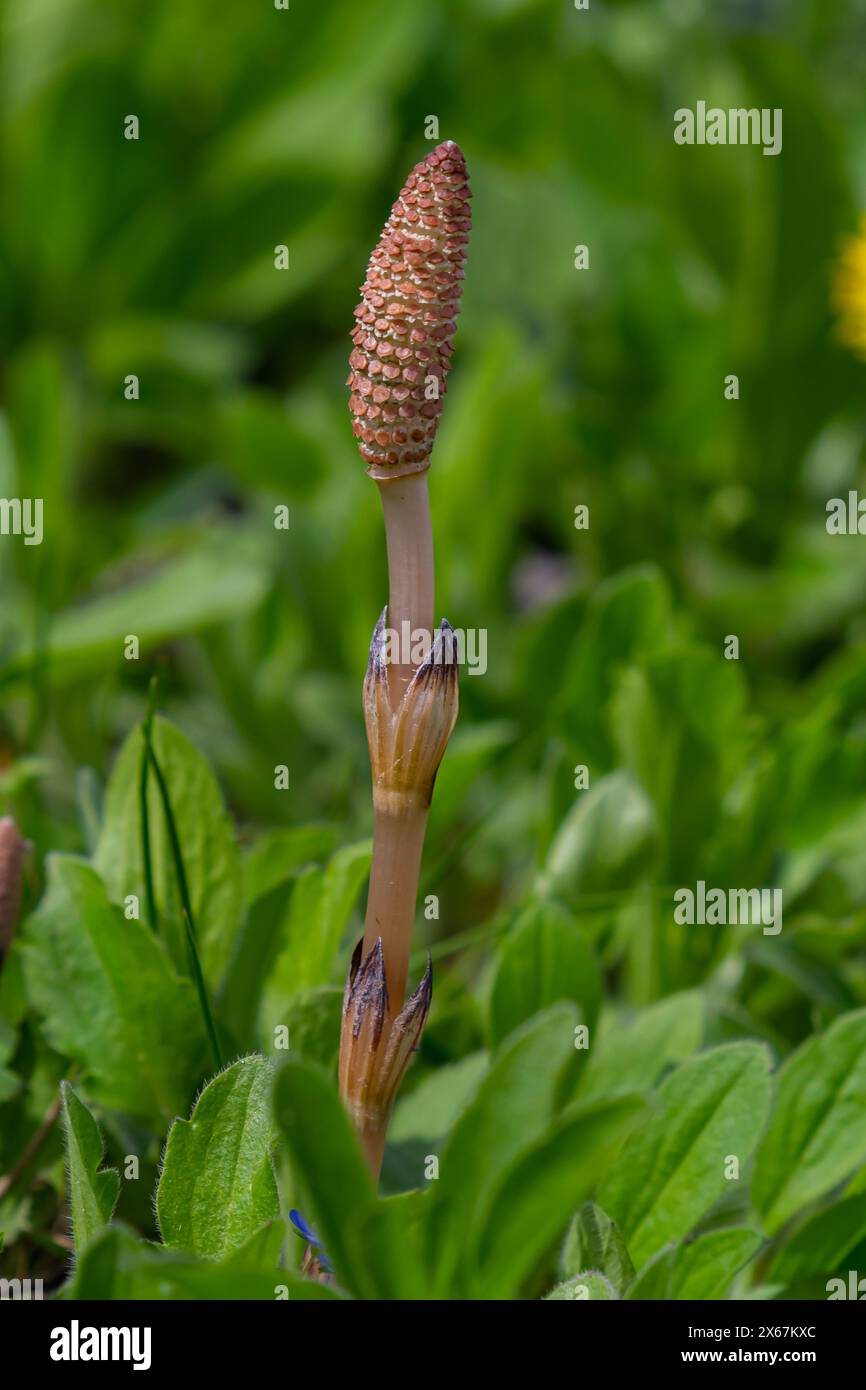 Equisetum arvense, the field horsetail or common horsetail, is an ...