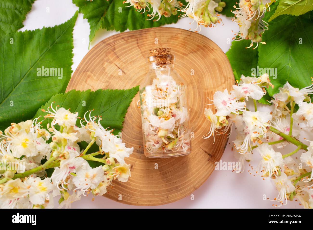 Tincture of horse chestnut flowers in a jar. Homemade herbal tincture ...