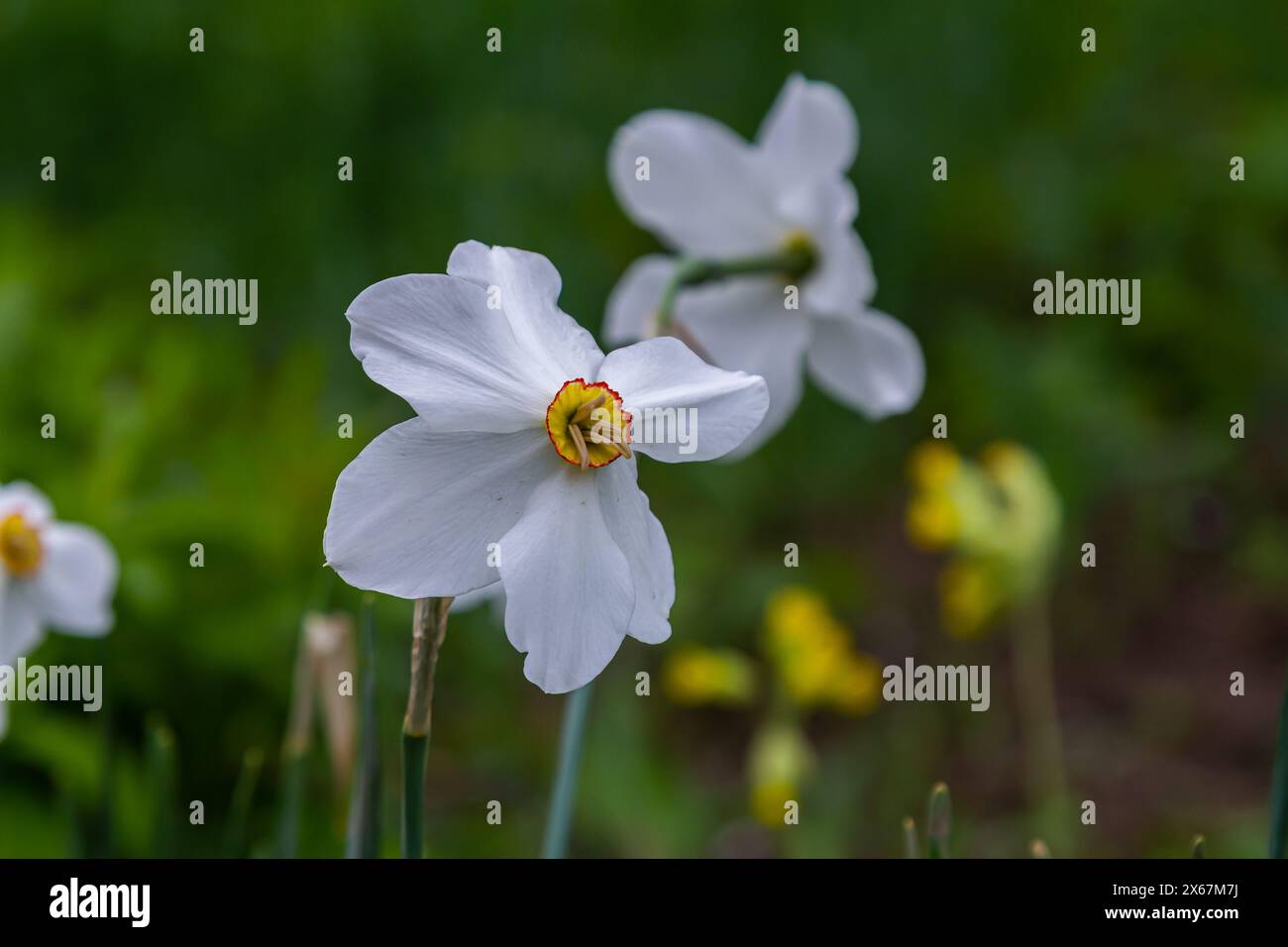 Daffodil flower Pheasant's Eye, Poeticus Narcissus, a classic white ...