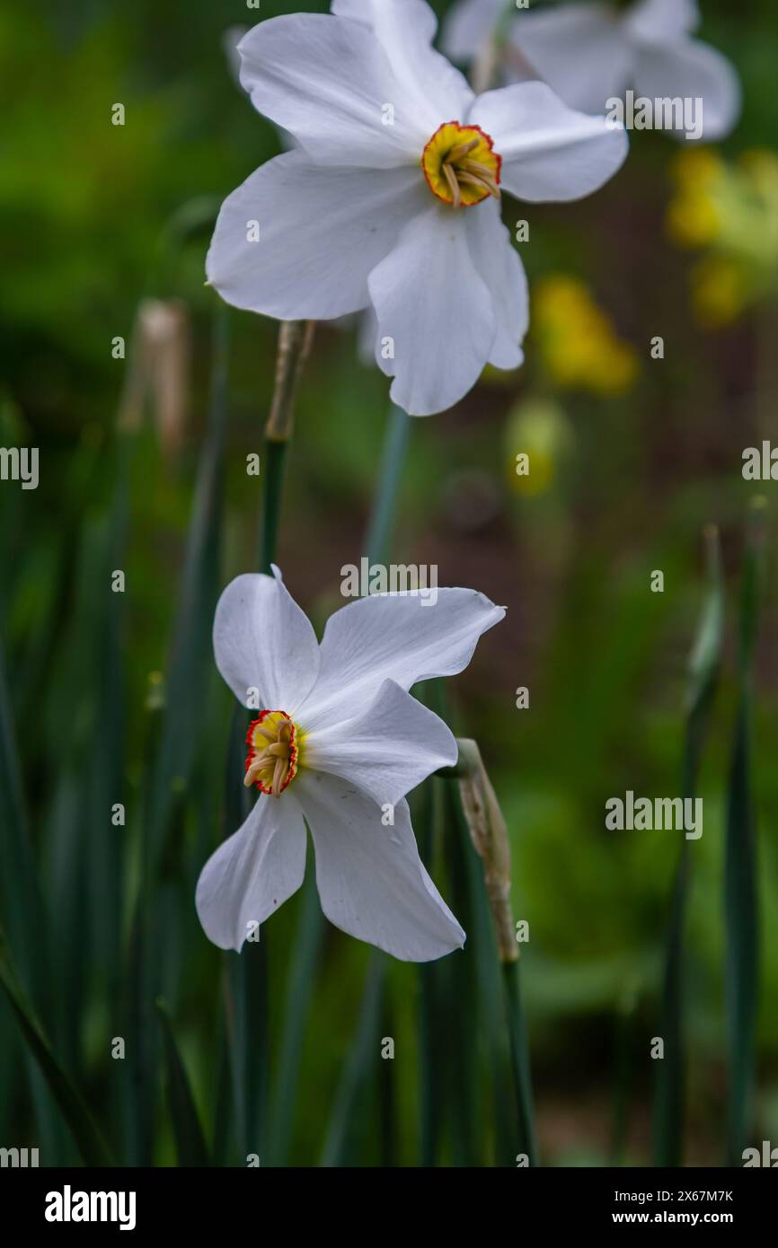 Daffodil flower Pheasant's Eye, Poeticus Narcissus, a classic white ...