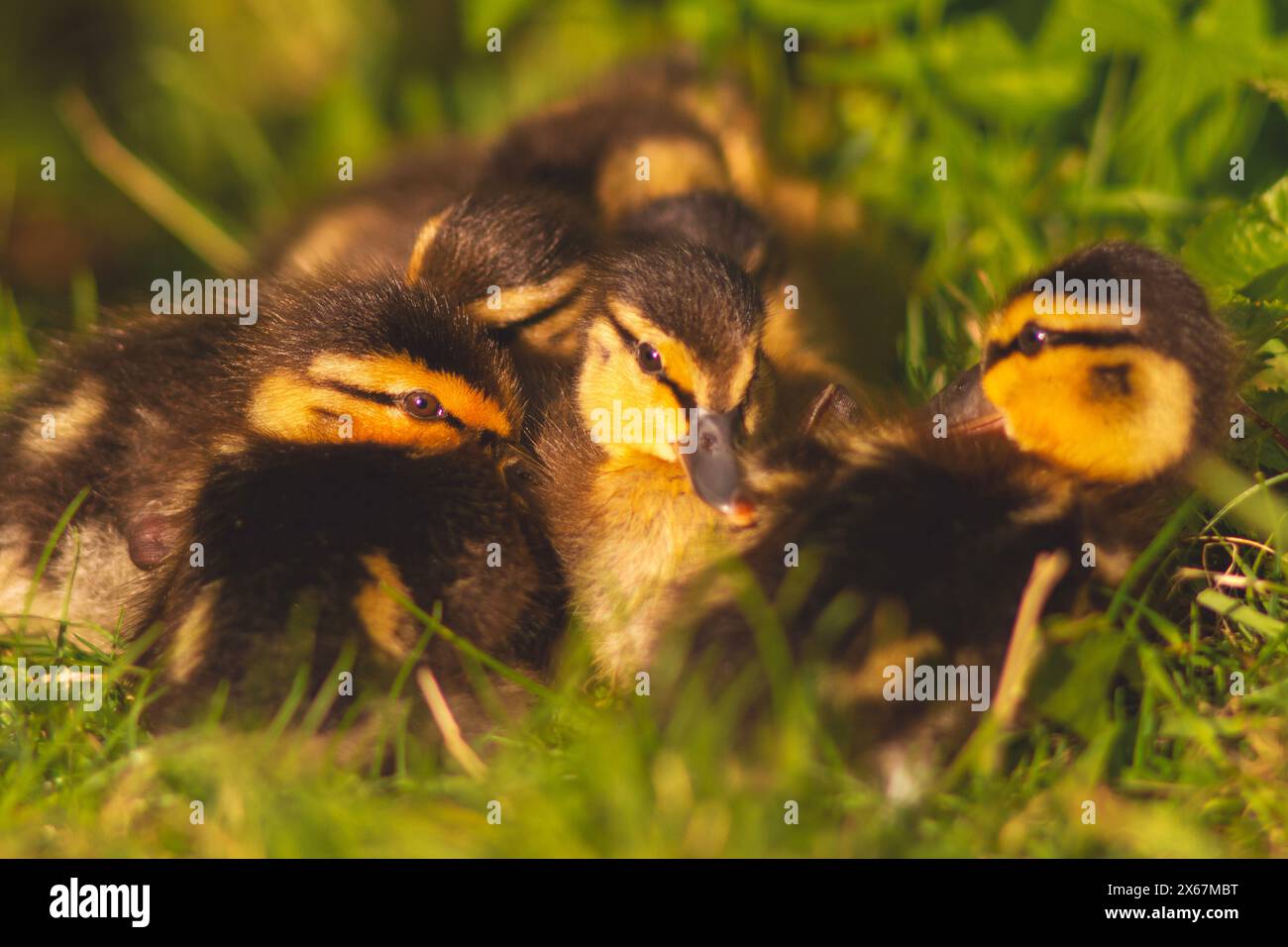 fluffy and small ducklings resting lying next to each other Stock Photo ...