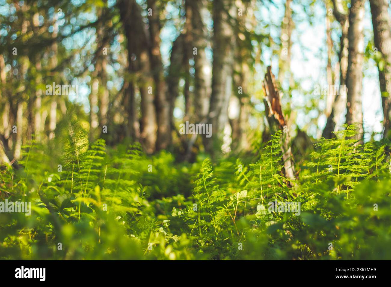 Fresh nature scenery dense thicket hi-res stock photography and images ...