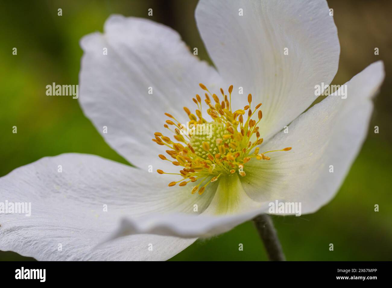 Anemonoides sylvestris Anemone sylvestris, known as snowdrop anemone or ...