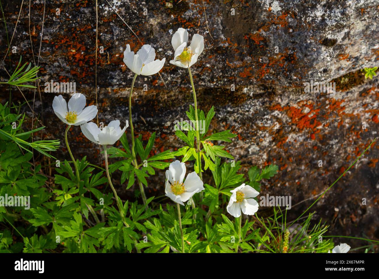 Anemonoides sylvestris Anemone sylvestris, known as snowdrop anemone or ...