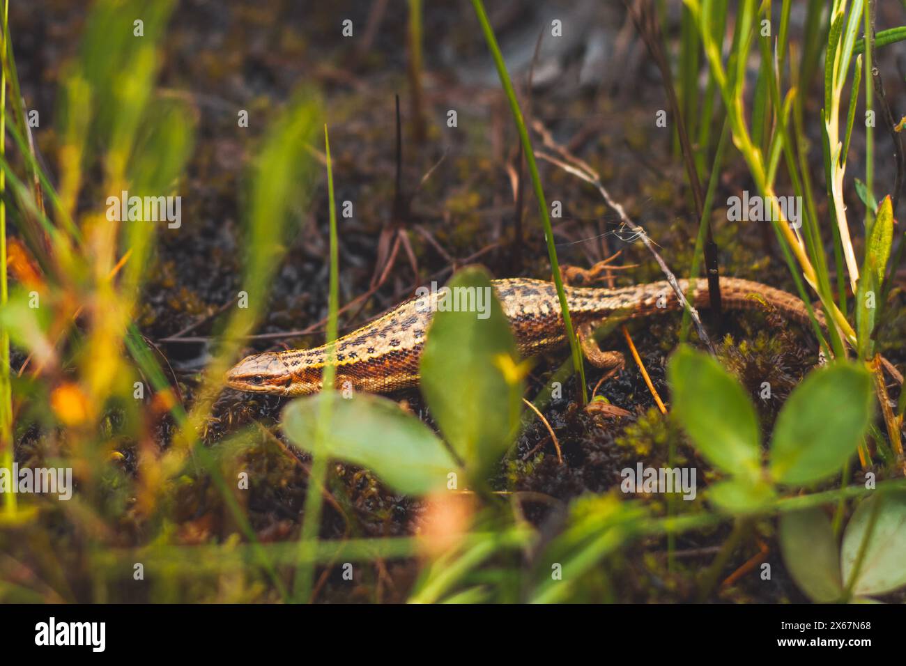 lizard makes its way through the swamp Stock Photo - Alamy