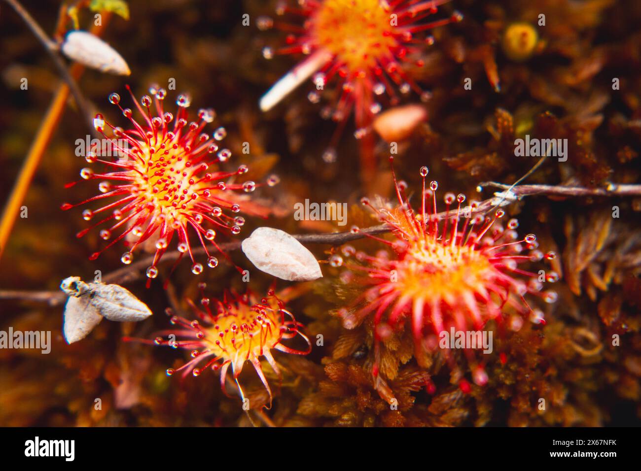 sundew, carnivorous plant, close-up view from above Stock Photo - Alamy
