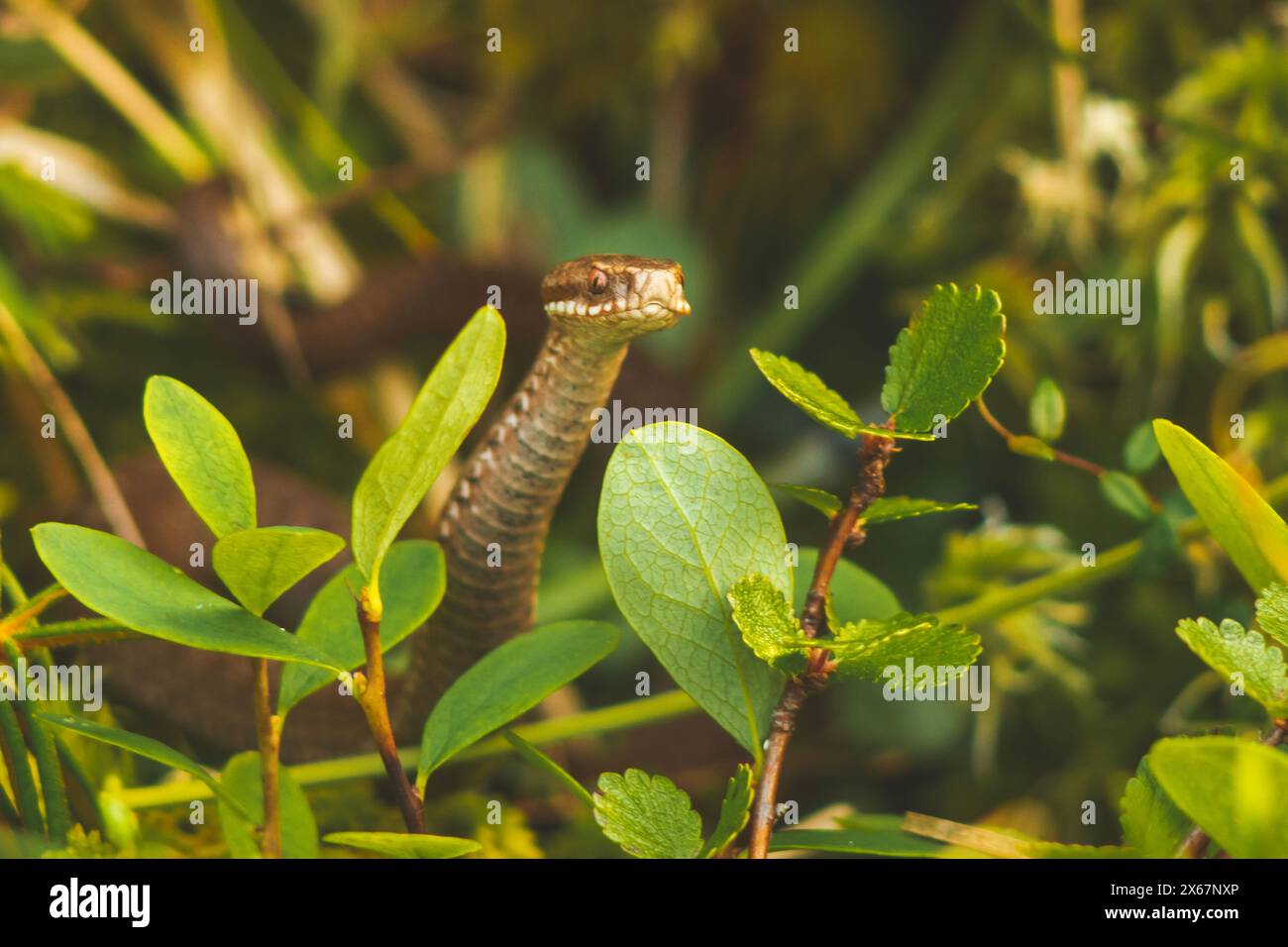 viper peeks out of the grass Stock Photo - Alamy