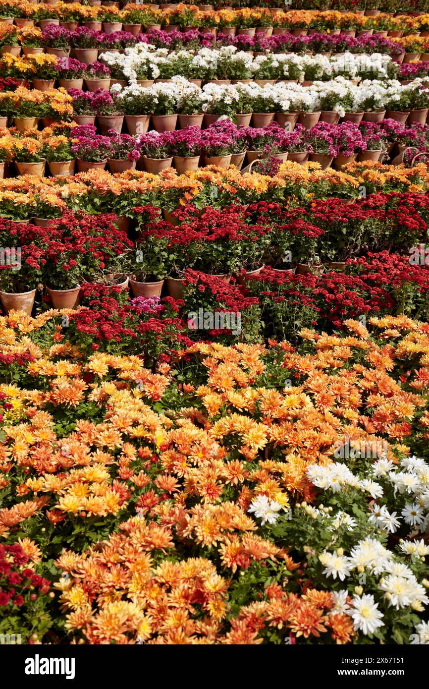 Colorful display of potted flowers at the entrance to the tomb of Hafez ...