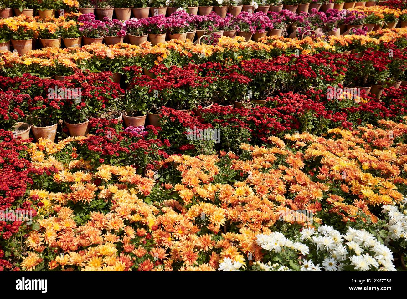 Colorful display of potted flowers at the entrance to the tomb of Hafez ...