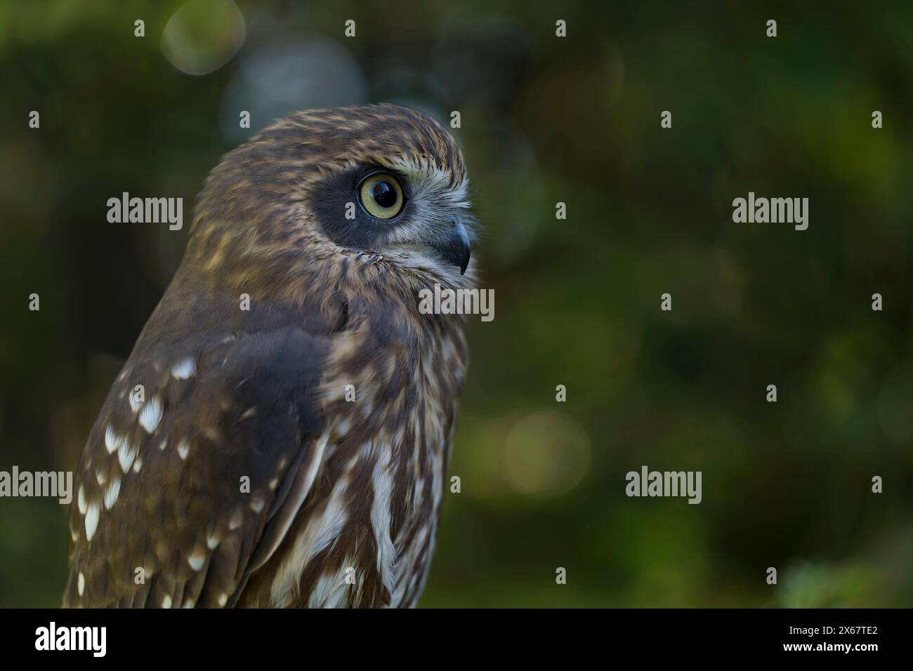 Cuckoo owl (Ninox novaeseelandiae), captive Stock Photo - Alamy