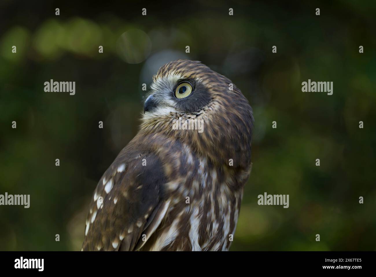 Cuckoo owl (Ninox novaeseelandiae), captive Stock Photo - Alamy
