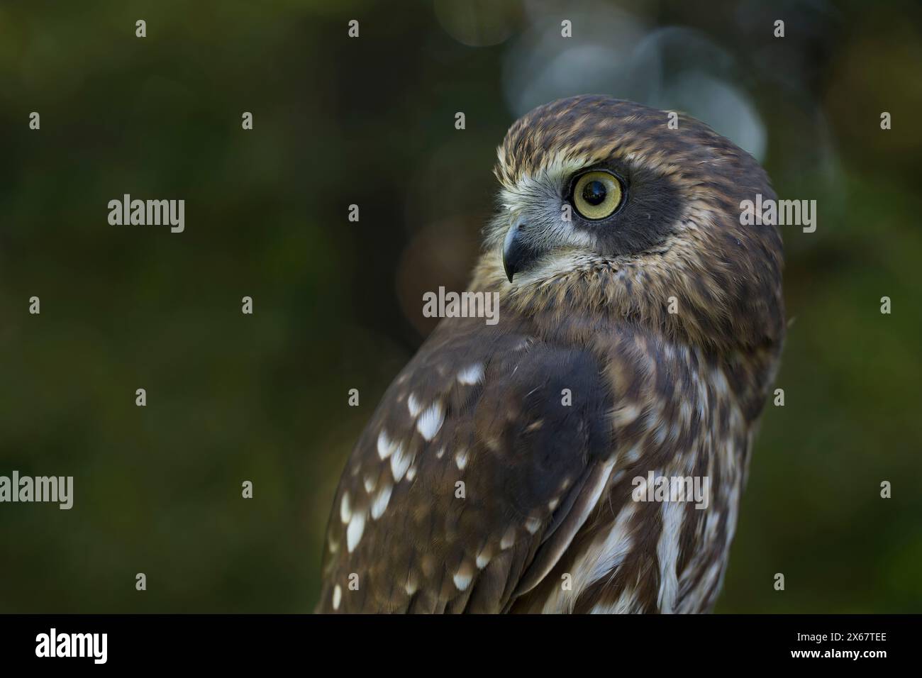 Cuckoo owl (Ninox novaeseelandiae), captive Stock Photo - Alamy