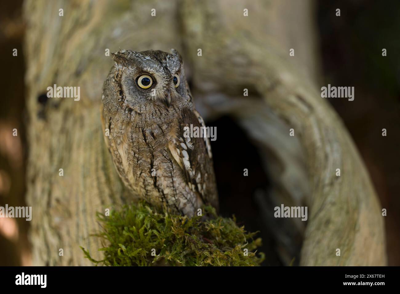 Scops owl (Otus scops) on the edge of a tree hollow, captive Stock ...