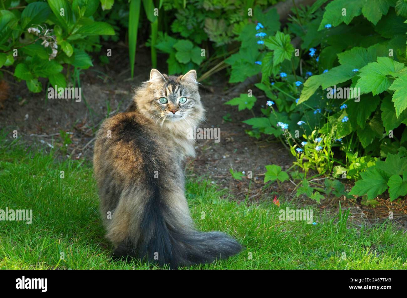 A Long-haired Tabby cat with green eyes (Feline catus) - in a garden ...