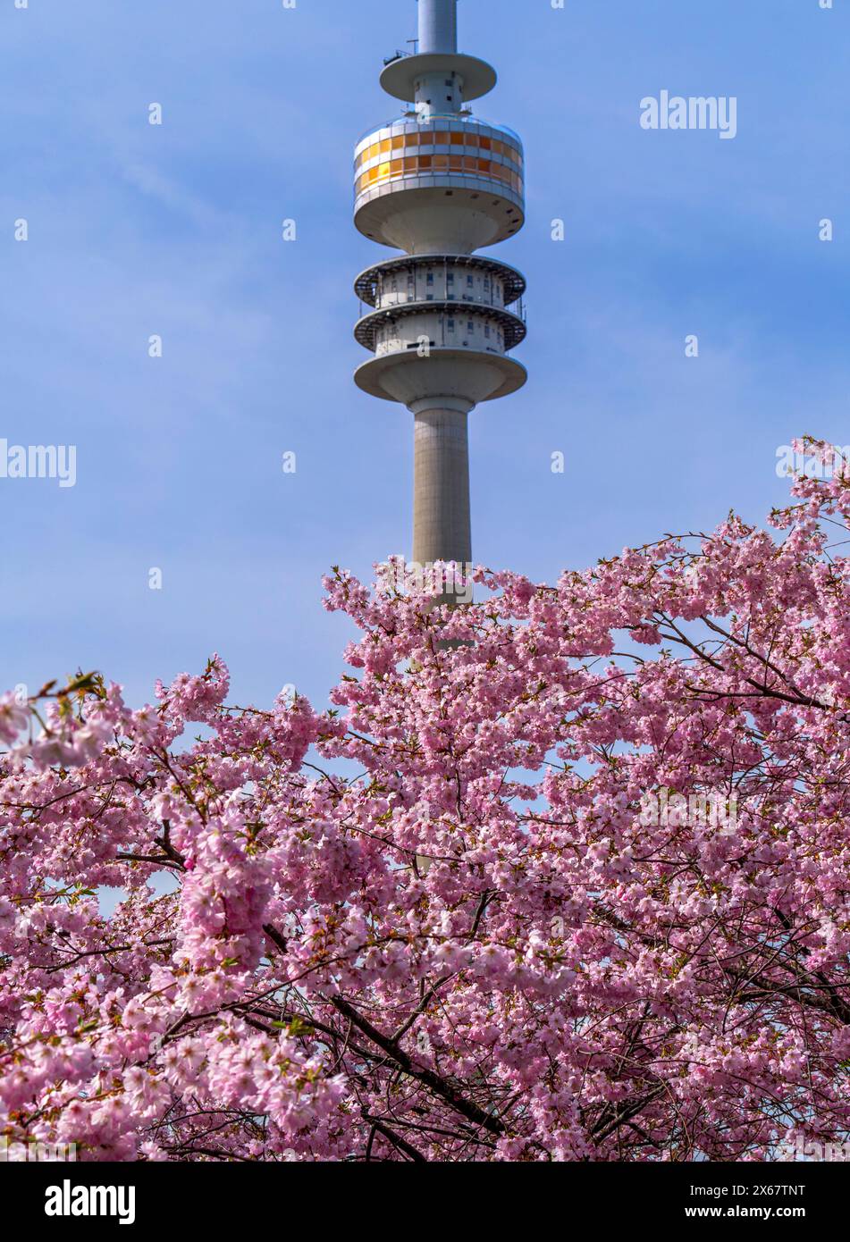 Magnificent cherry blossom in spring, Olympic Park in Munich, Bavaria ...