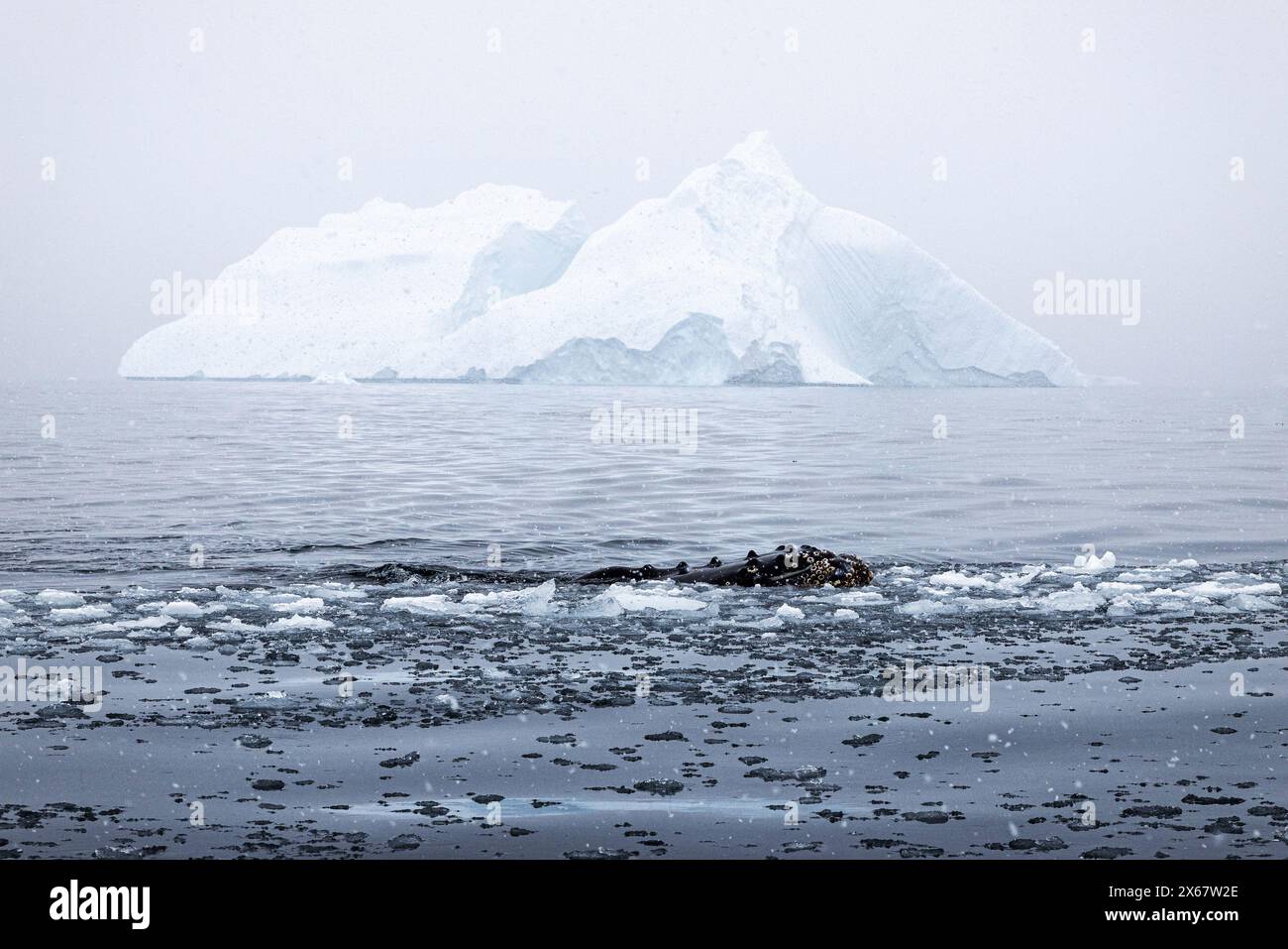Snout of a humpback whale and iceberg Stock Photo - Alamy