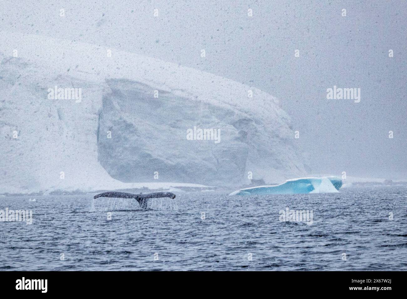 Tail fin of a humpback whale and iceberg Stock Photo - Alamy