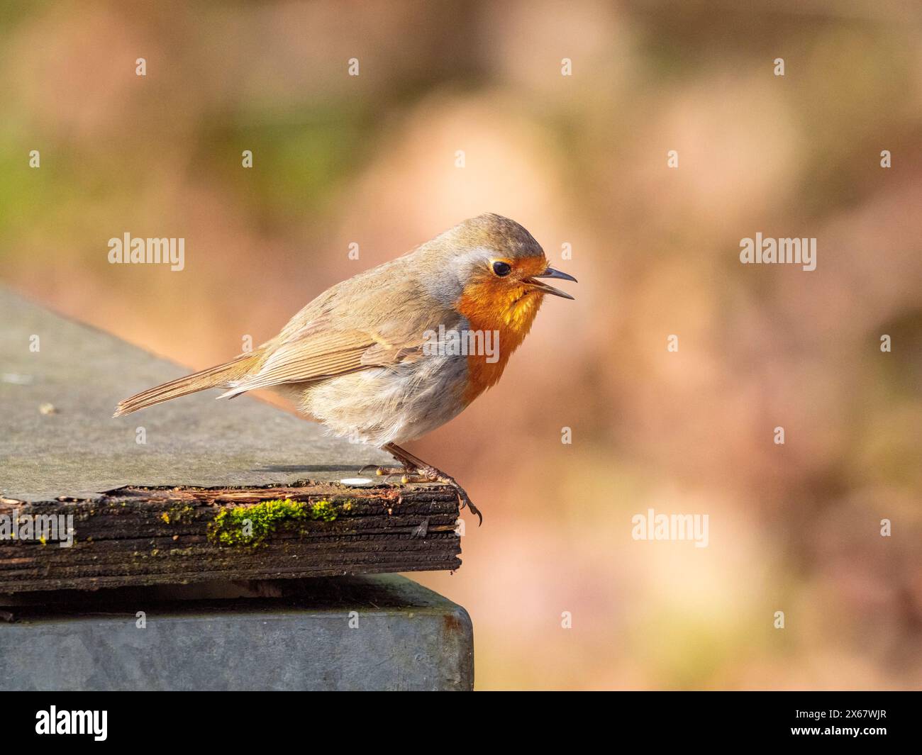Robin in the Windknollen nature reserve near Jena Stock Photo - Alamy
