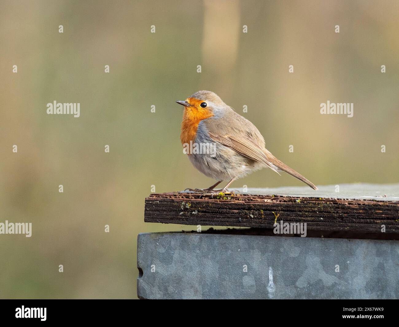 Robin in the Windknollen nature reserve near Jena Stock Photo - Alamy