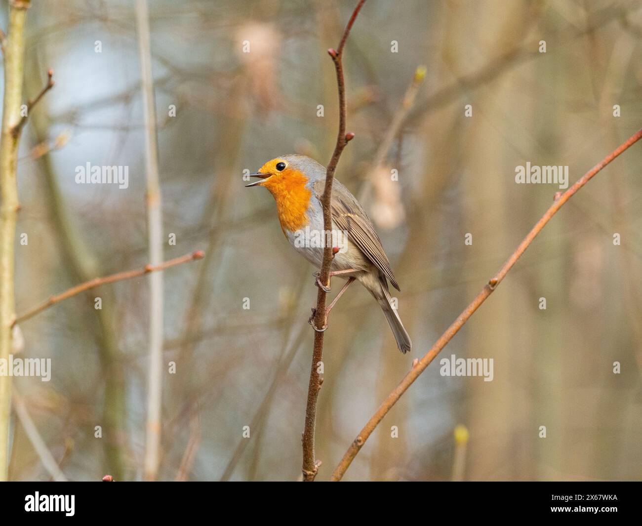 Robin in the Windknollen nature reserve near Jena Stock Photo - Alamy