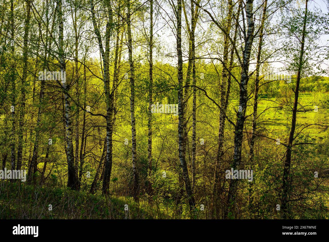 Sunset or sunrise in a spring birch forest with bright young foliage ...