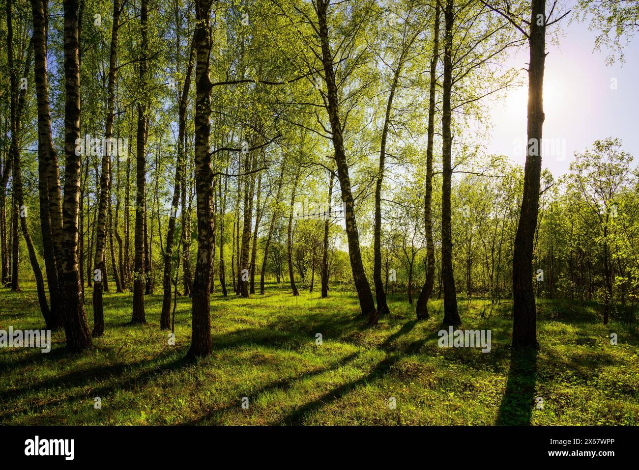 Sunset or sunrise in a spring birch forest with bright young foliage ...