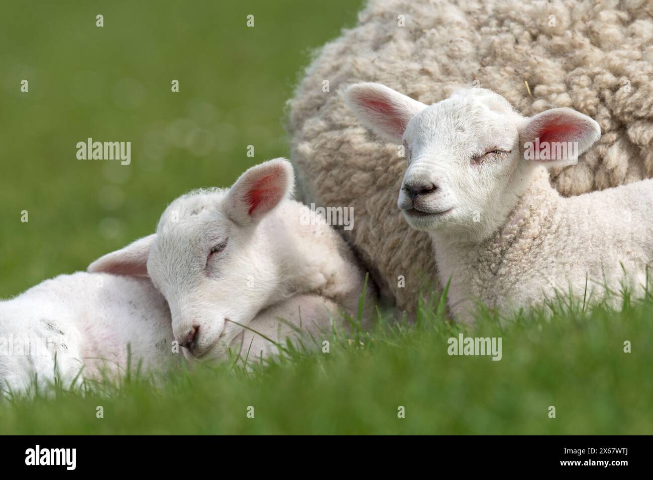 two lambs, pair of siblings, Eiderstedt peninsula, Germany, Schleswig ...