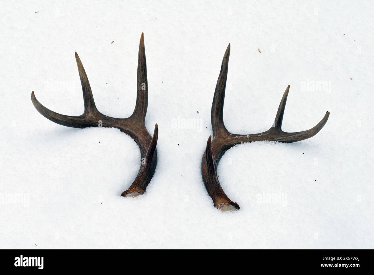 Matching antler pair hi-res stock photography and images - Alamy