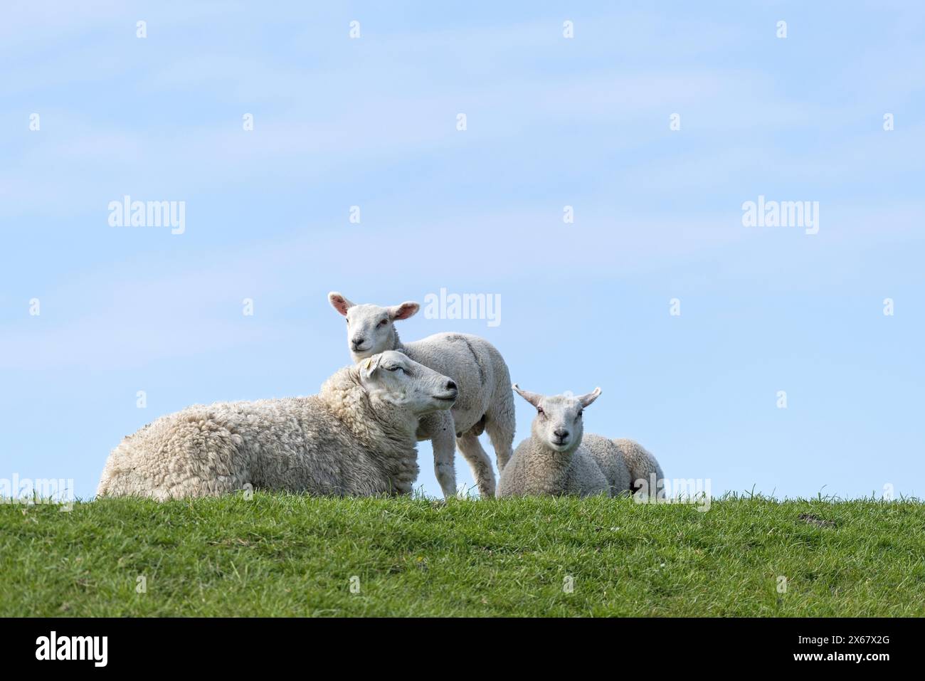 Sheep family on the dike, mother with two young animals, Westerhever ...