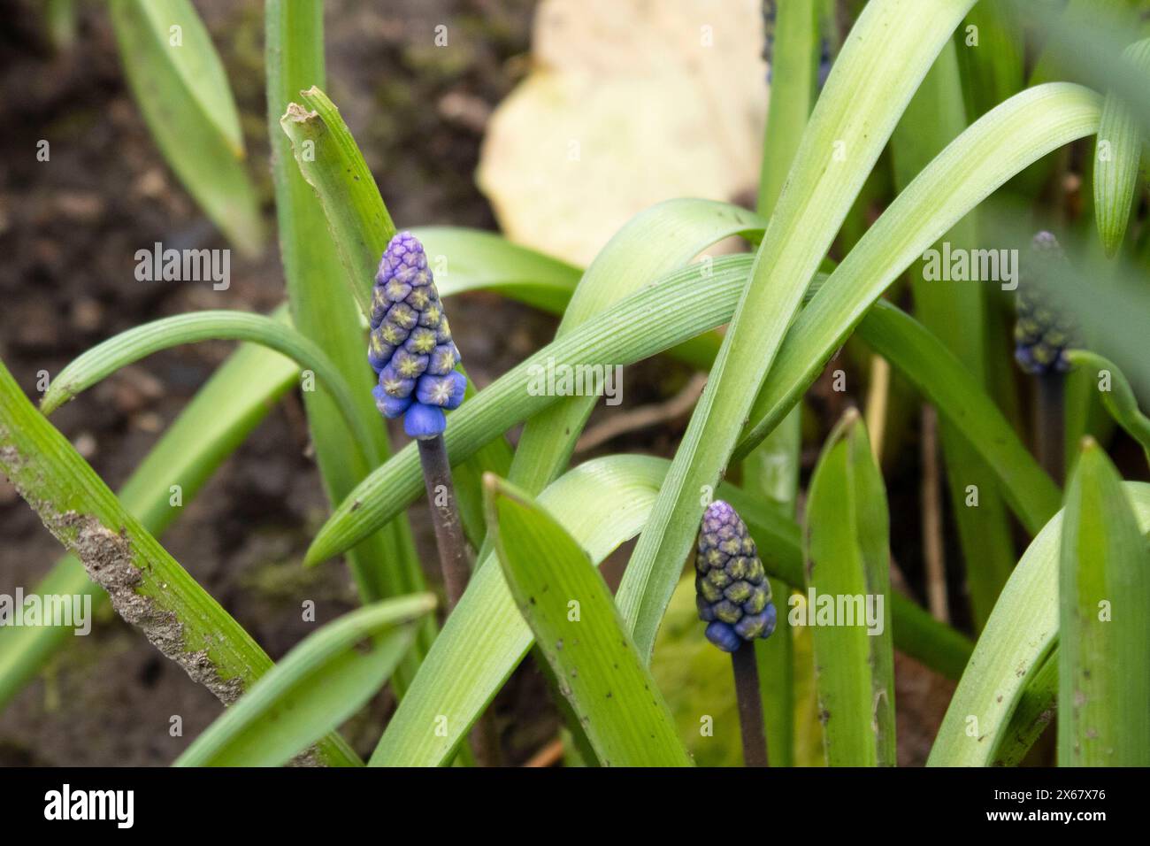 close-up compact grape hyacinth, Oregon Stock Photo - Alamy