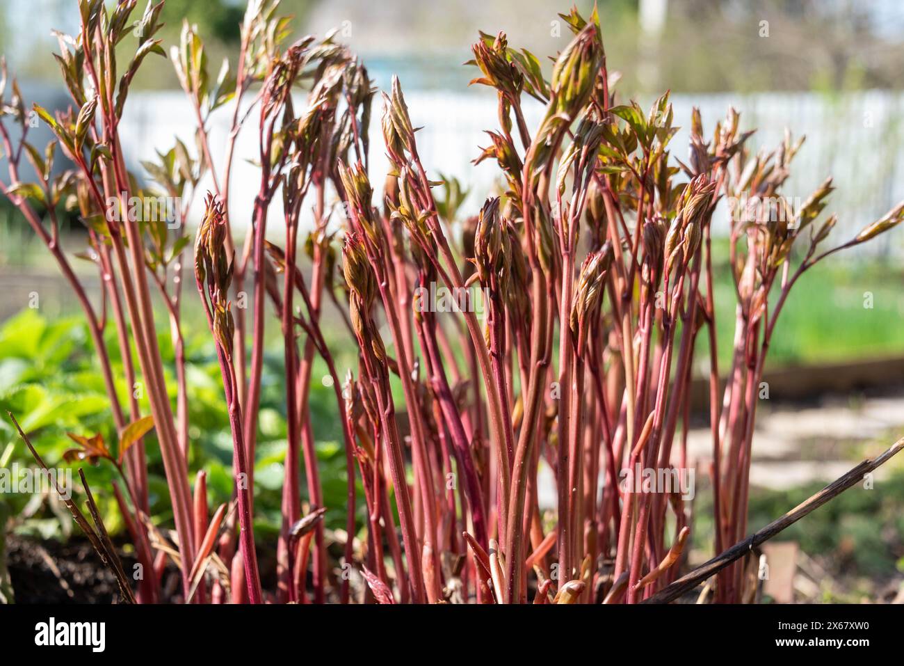 Peony seedlings grow in the garden in early spring under the rays of ...