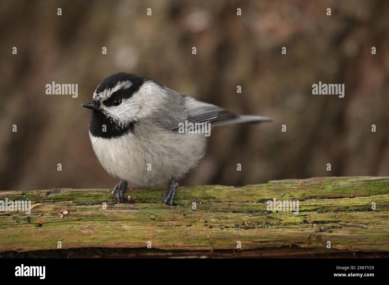 Mountain Chickadee (Poecile gambeli) perched on a log in winter. Yaak ...