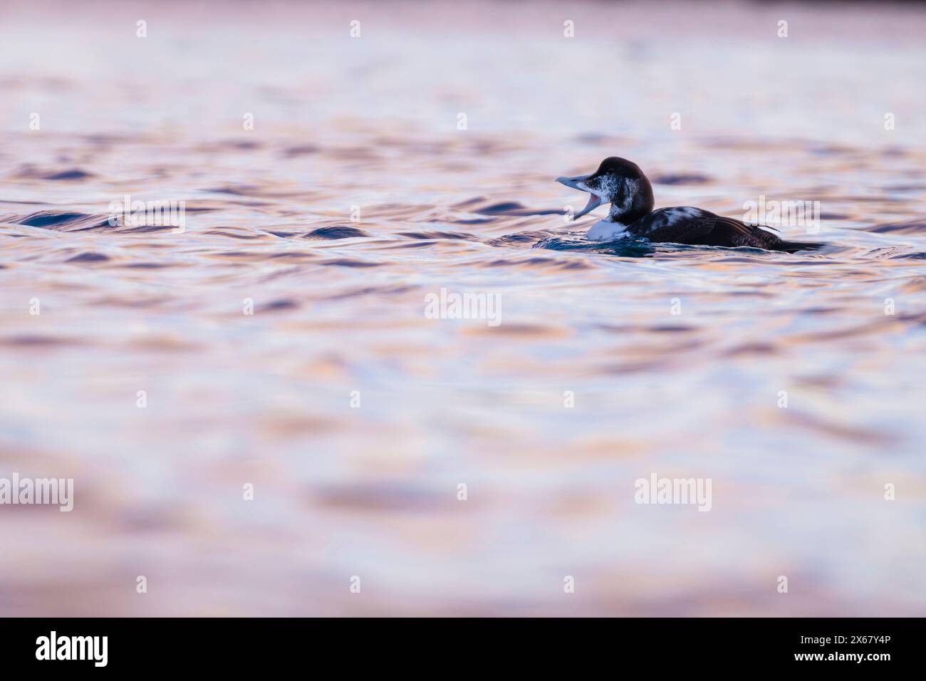 Common loon (Gavia immer) Batsfjord, Batsfjord, Varanger Peninsula ...