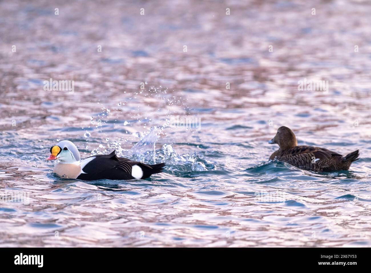 Eider duck (Somateria mollissima) and common eider (Somateria ...
