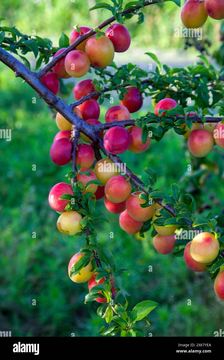 Mirabelle plum, also known as mirabelle prune or cherry plum, is a ...