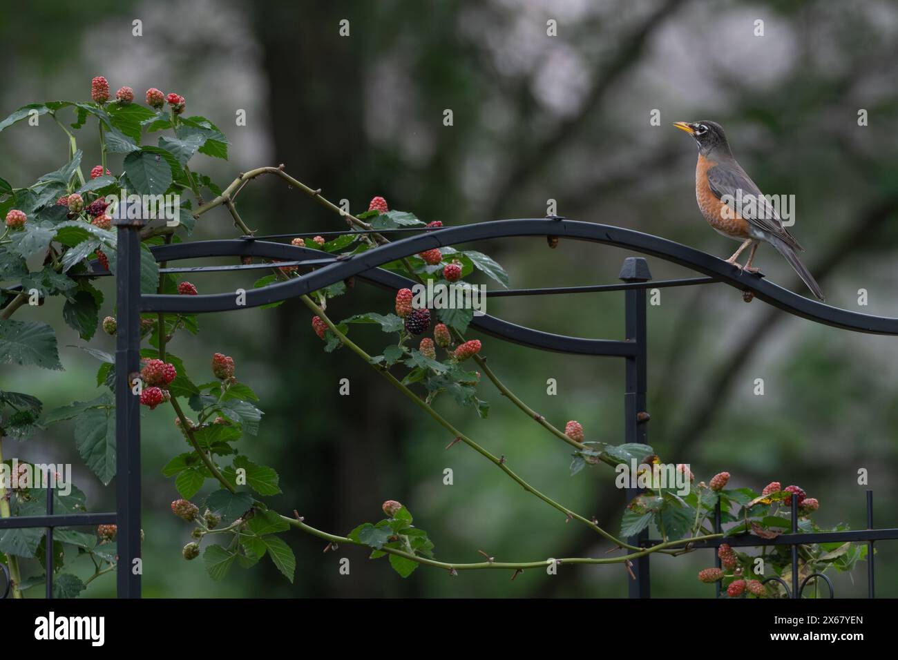 An American robin, Turdus migratorius, perches on a trellis in a Texas ...