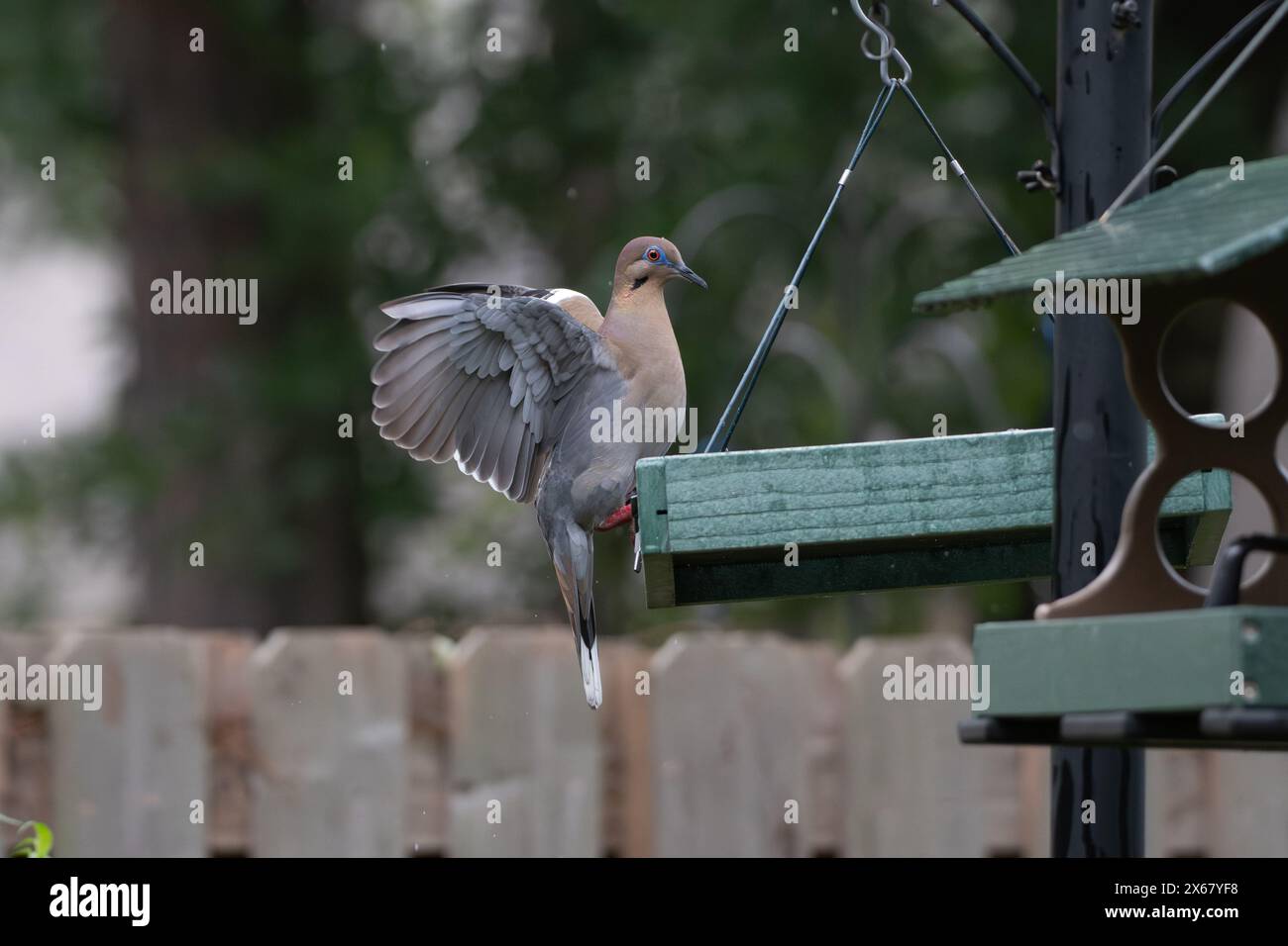 A White winged dove, Zenaida asiatica, lands on a platform feeder, its ...