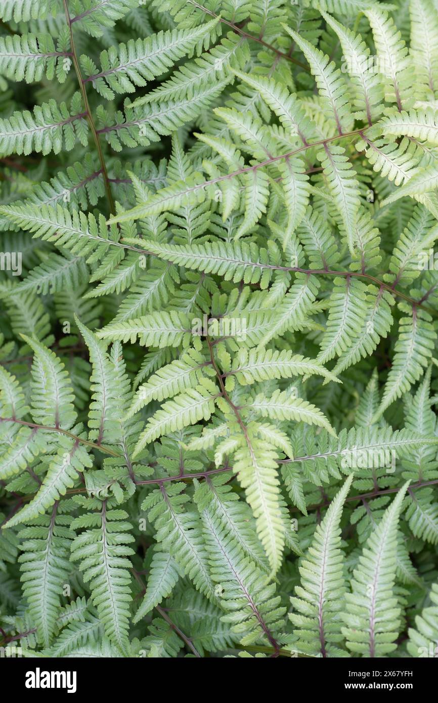 Vertical image of the texture and pattern of a Japanese Painted Fern ...