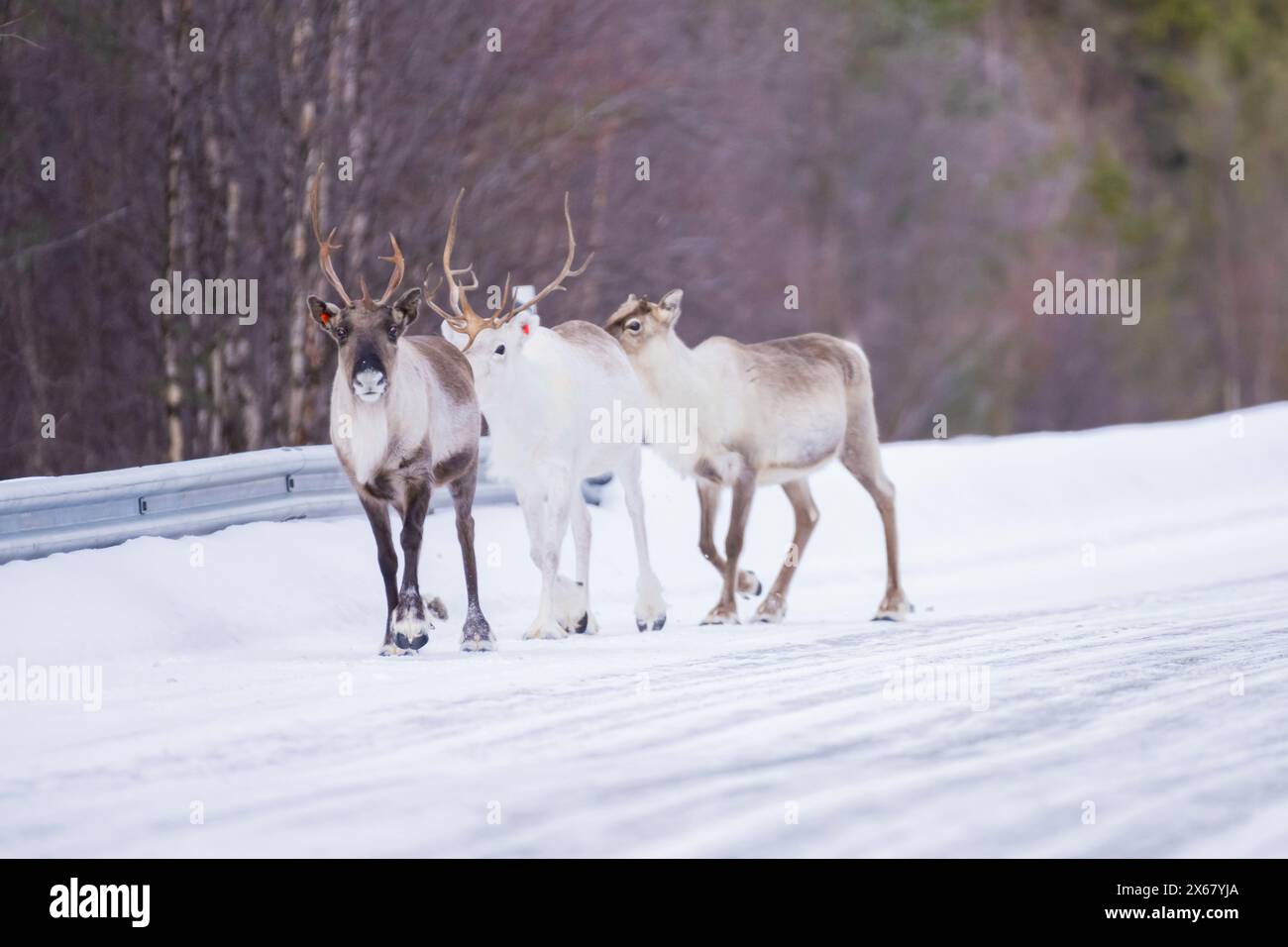 Reindeer (Rangifer tarandus) crossing a road, Lapland, Finland ...