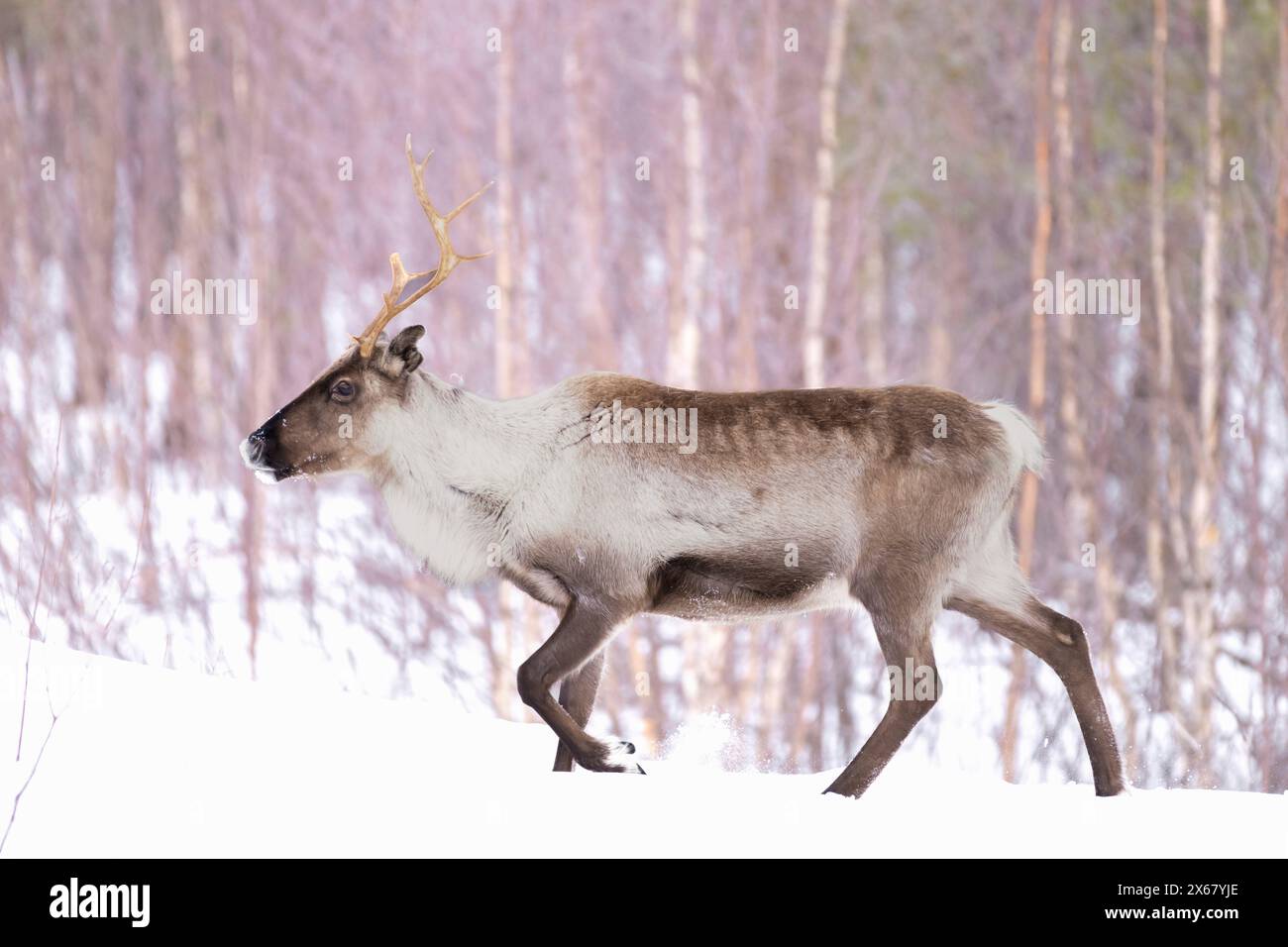Reindeer (Rangifer tarandus) crossing a road, Lapland, Finland ...