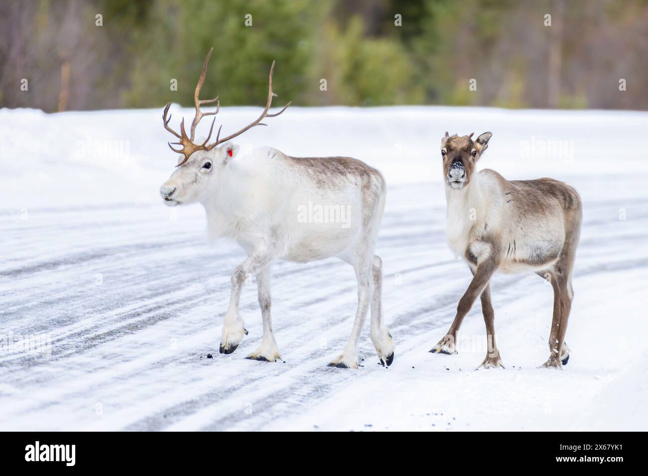 Reindeer (Rangifer tarandus) crossing a road, Lapland, Finland ...