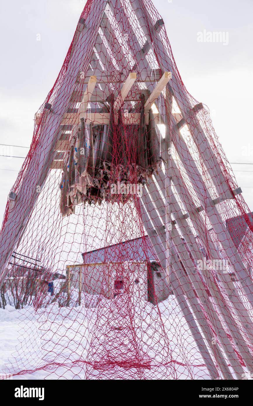 Dried skrei, Batsfjord - municipality in the Norwegian Fylke Finnmark ...