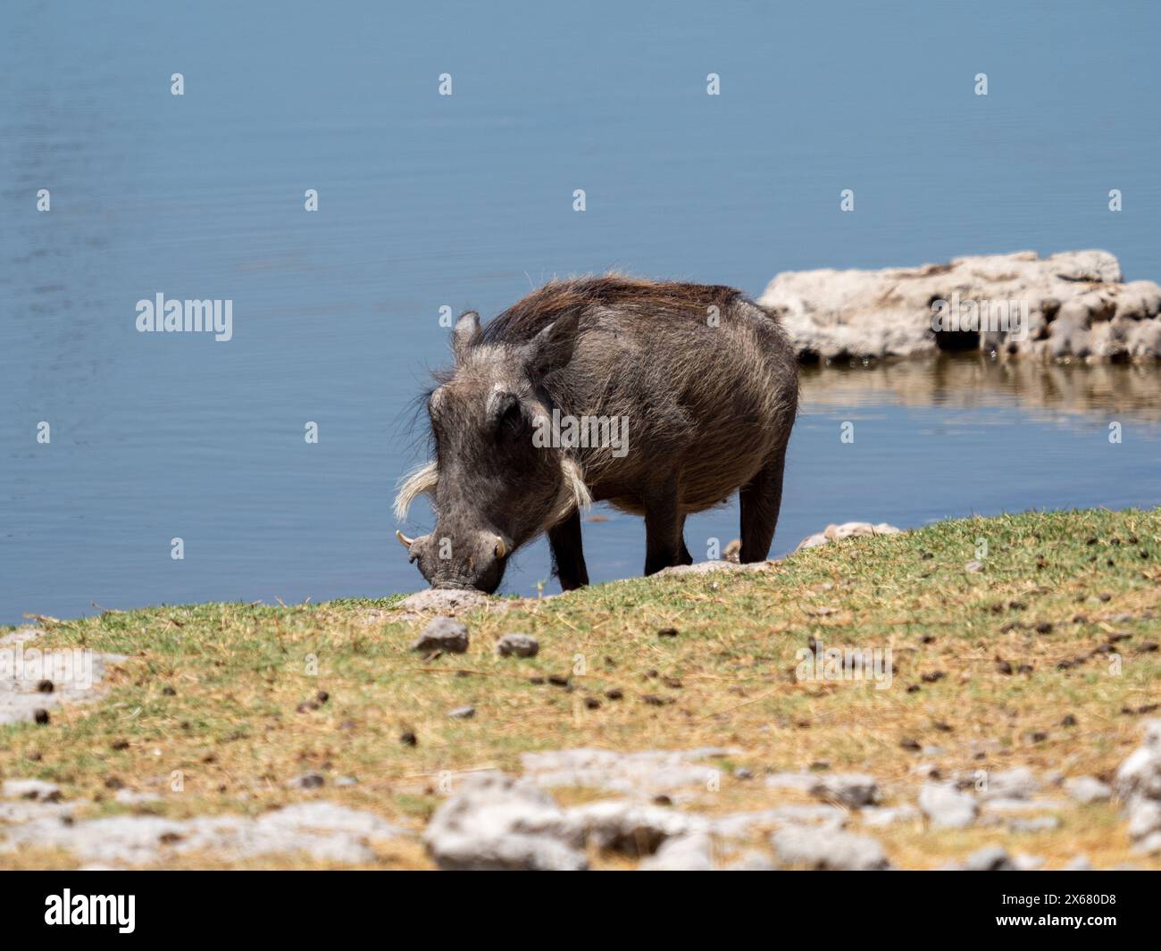 Warthog in Etosha National park, Namibia Stock Photo - Alamy