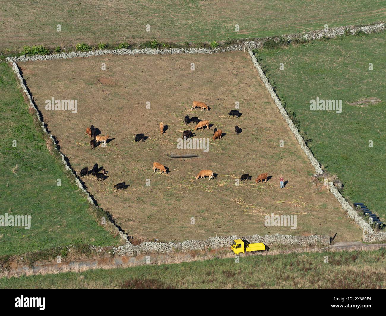 Azores, cattle grazing, dairy cows, farming, food chain, Graciosa ...