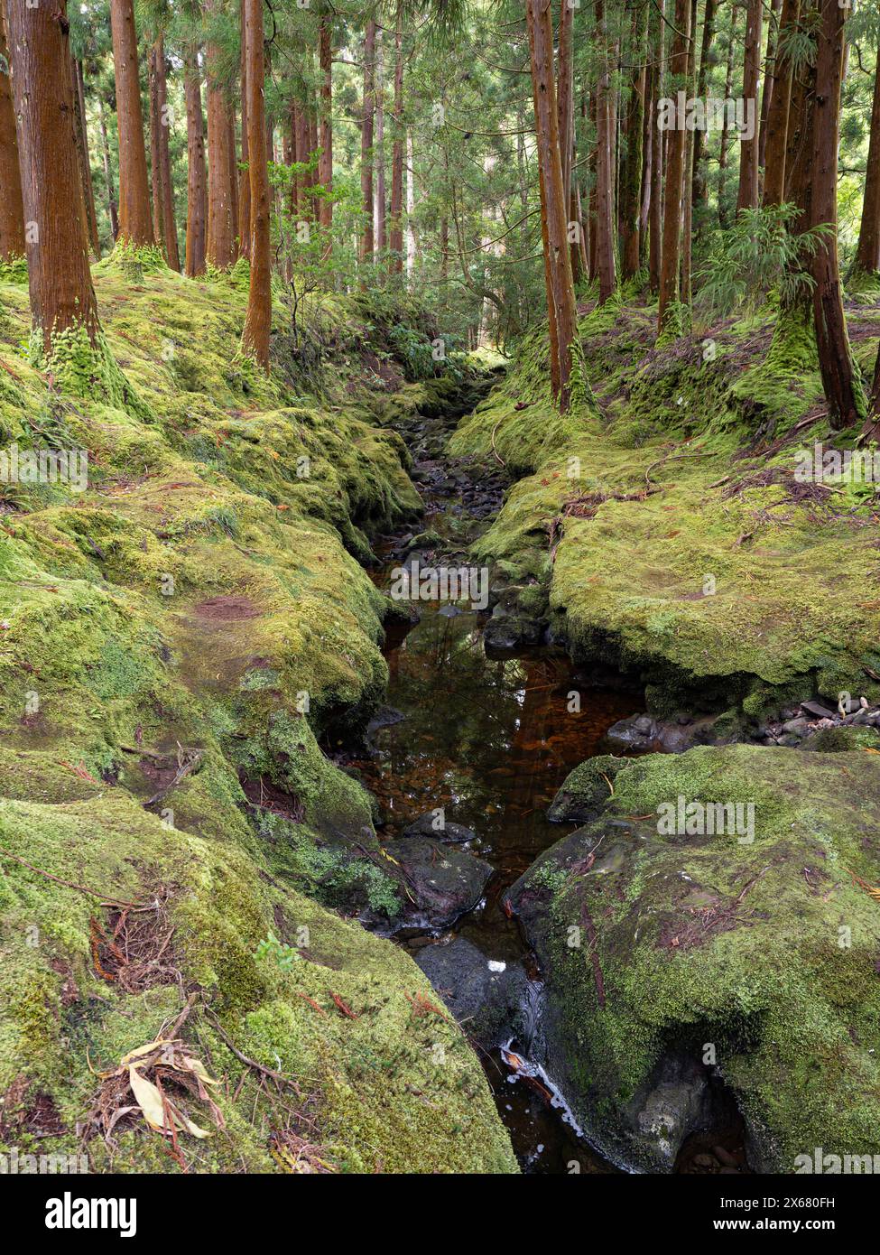Azores, Forest Reserve of Serra de S. Barbara and Misterios Negros ...