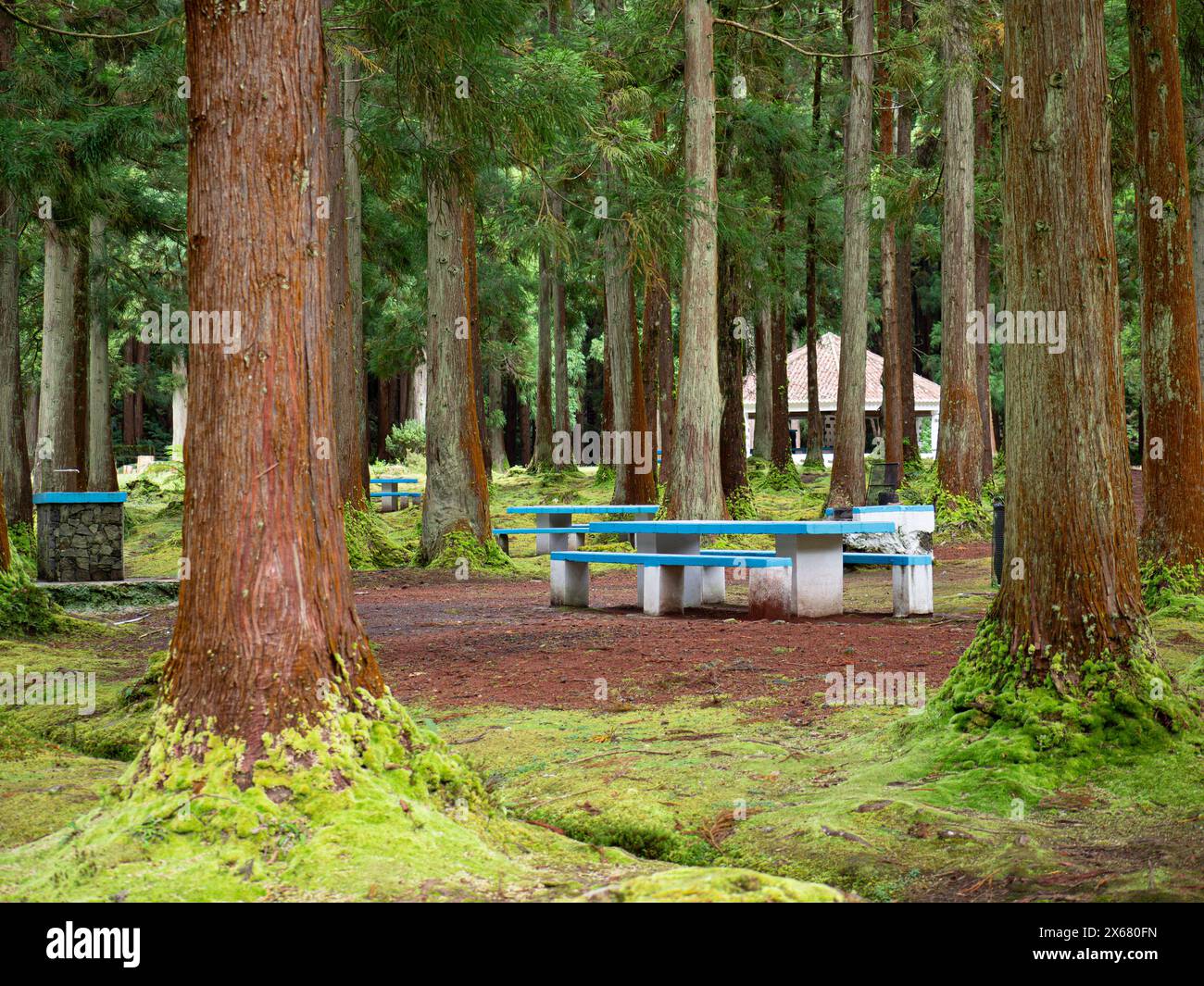 Azores, Forest Reserve of Serra de S. Barbara and Misterios Negros ...