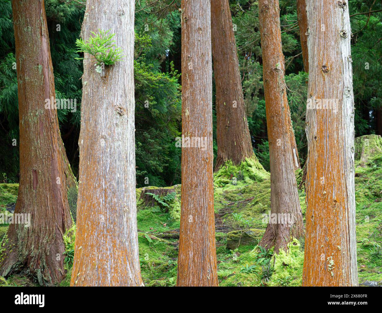 Azores, cypress trees, forest nature park, Forest Reserve of Serra de S ...