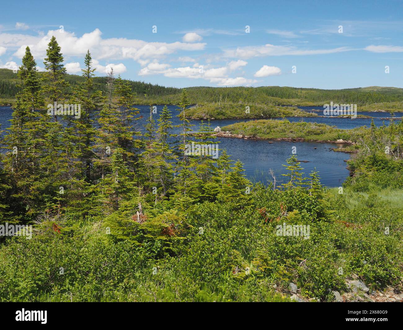 Forest trees wilderness newfoundland canada hi-res stock photography ...