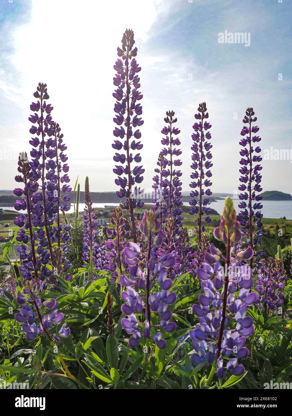bright colours, Canada, colourful, flora, floral beauty, flowers ...