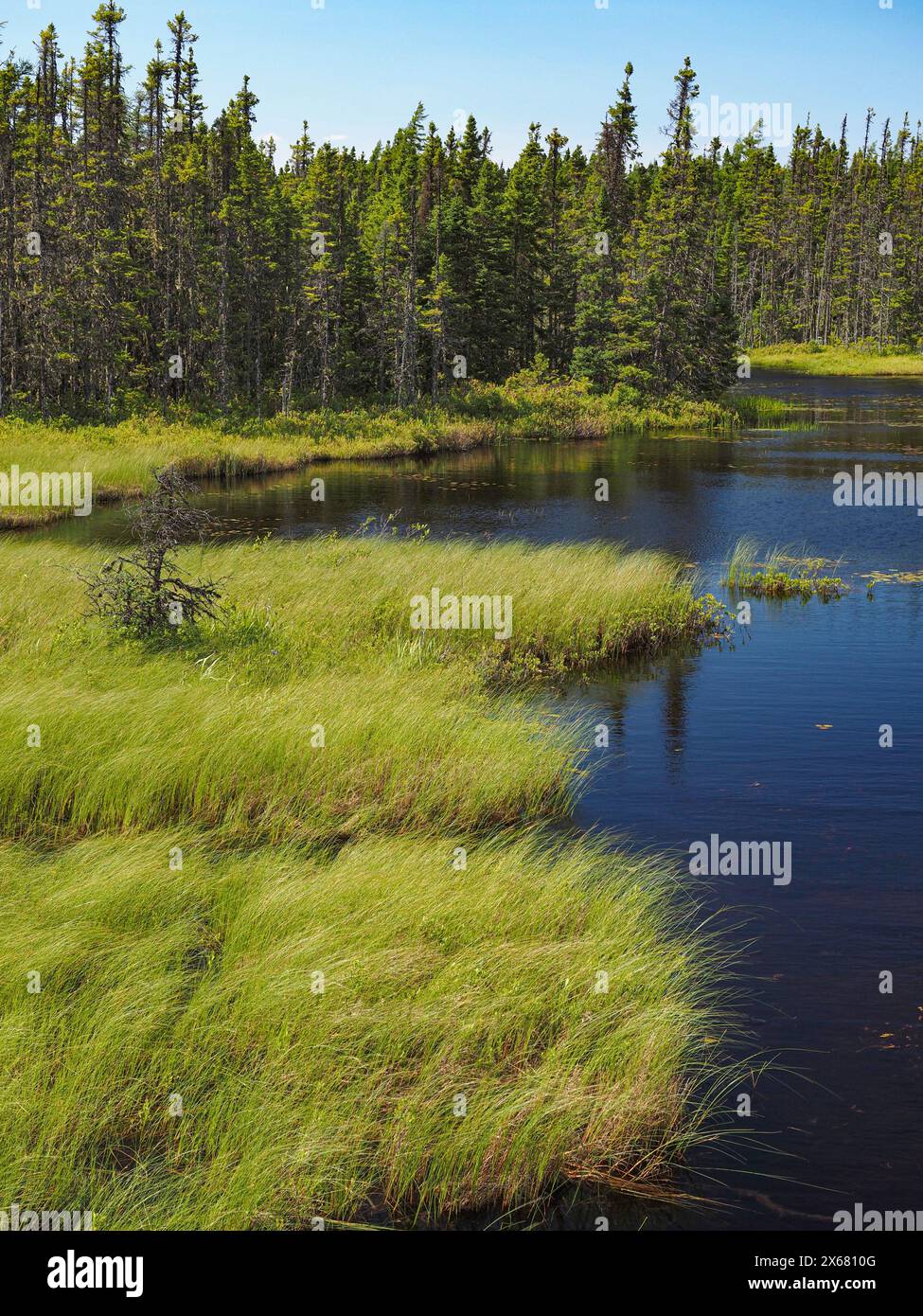 Canada, forest, Newfoundland, North America, Northern hardwood forest ...